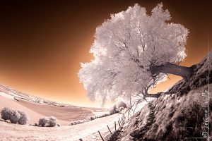 33 Amazing Near-Infrared Photos - Dreamstale
