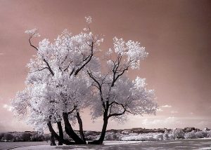 33 Amazing Near-Infrared Photos - Dreamstale