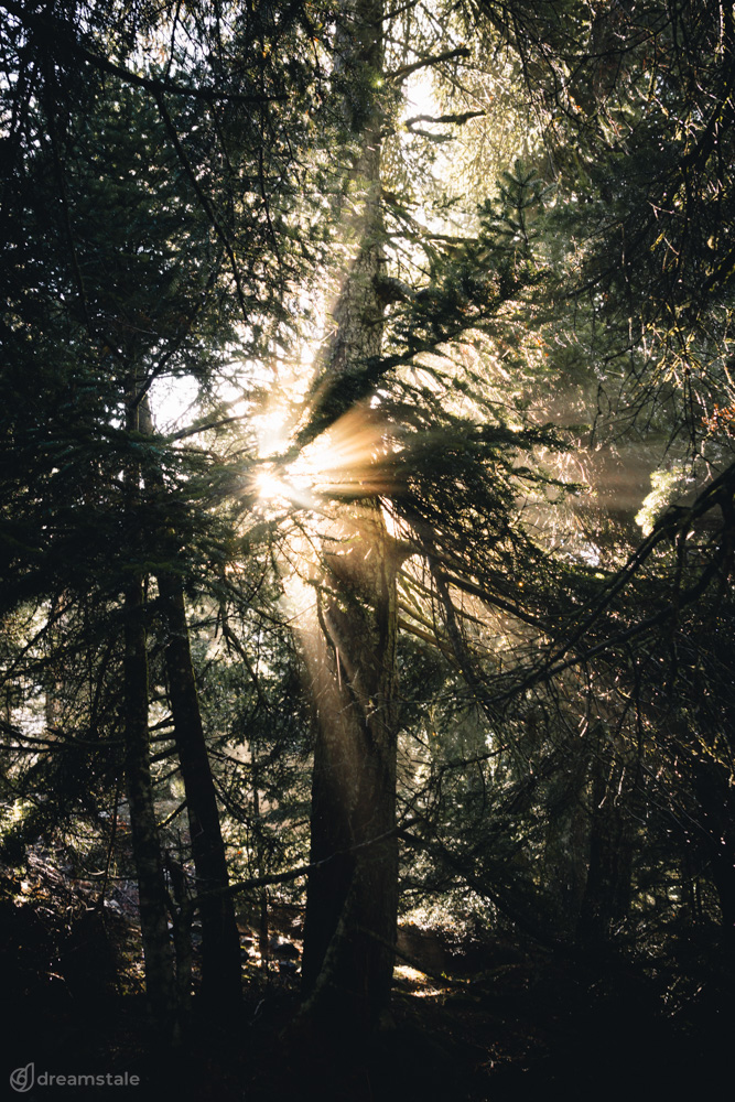 Scenic Forest of Trees & Sun Rays Stock Photo - Dreamstale
