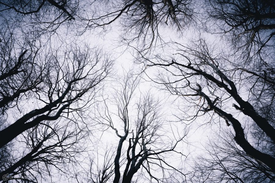 Branches of Trees & Winter Sky Stock Photo - Dreamstale