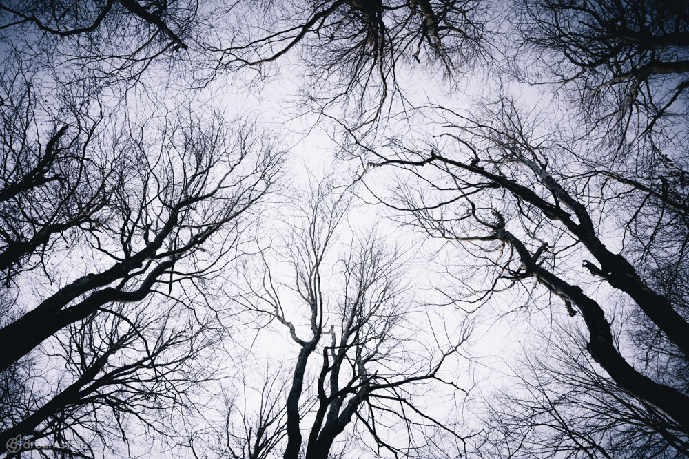 Branches of Trees & Winter Sky Stock Photo - Dreamstale