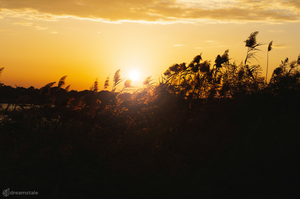 Orange Sunset & Branches Landscape Stock Photo - Dreamstale